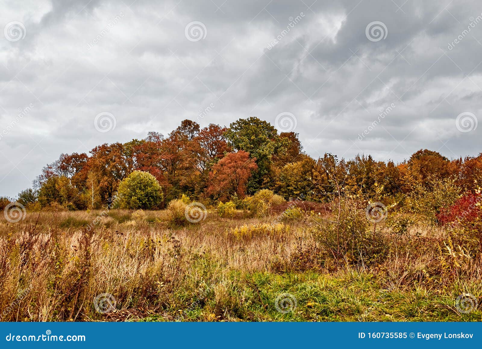 Autumn Landscape. Orange Field with Trees and Stormy Sky. Stock Image ...