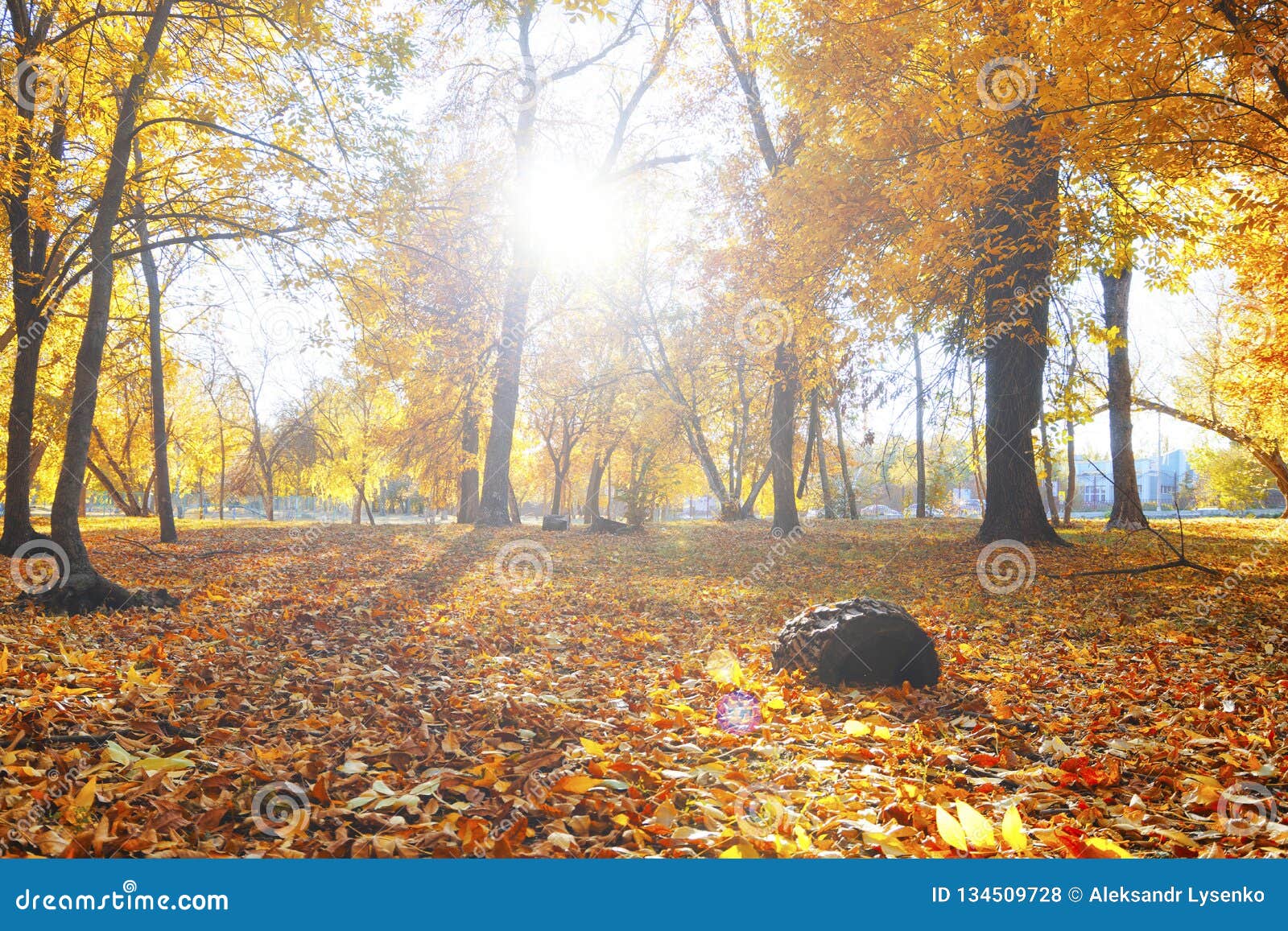 Autumn Landscape Park. Fall Tree Leaves Background Stock Photo - Image ...