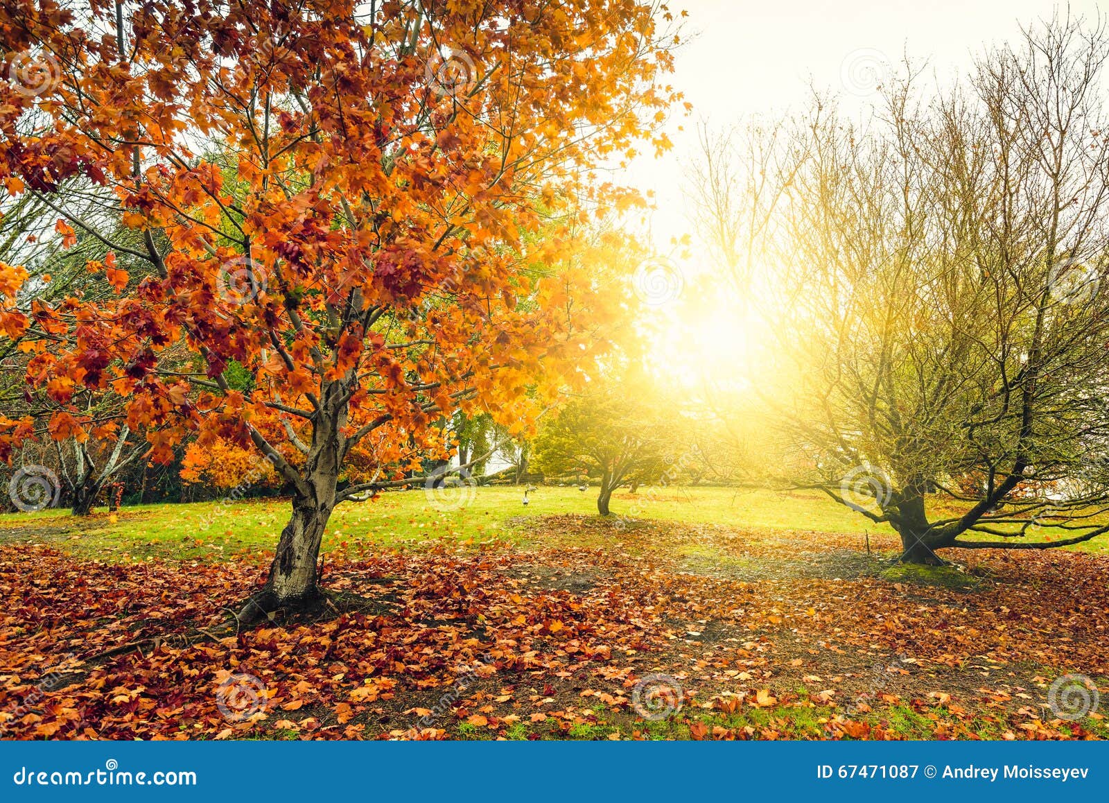 Autumn Landscape, Park in the Rain Stock Image - Image of meadow ...