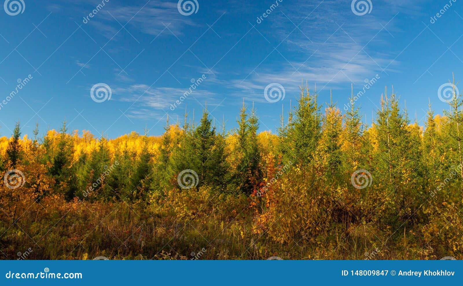 Autumn Landscape. Pine Trees in the Forest Stock Image - Image of ...
