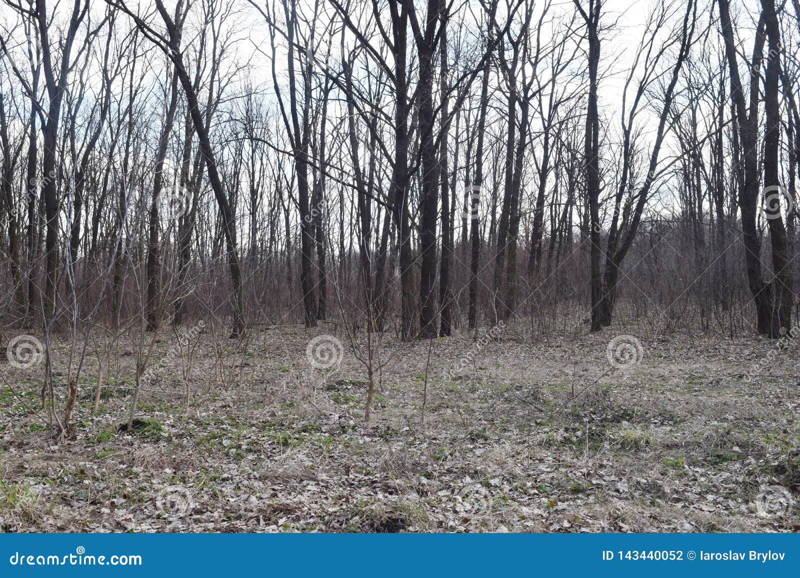 Autumn Landscape with a Pond in the Steppe Stock Photo - Image of field ...
