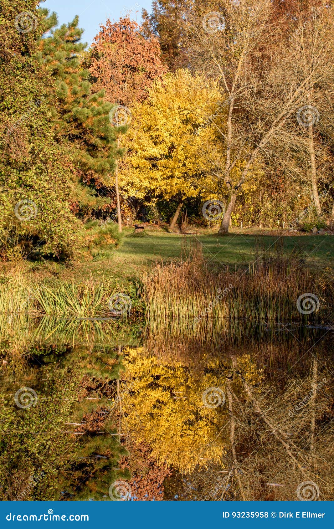 Autumn landscape and pond stock photo. Image of tree - 93235958