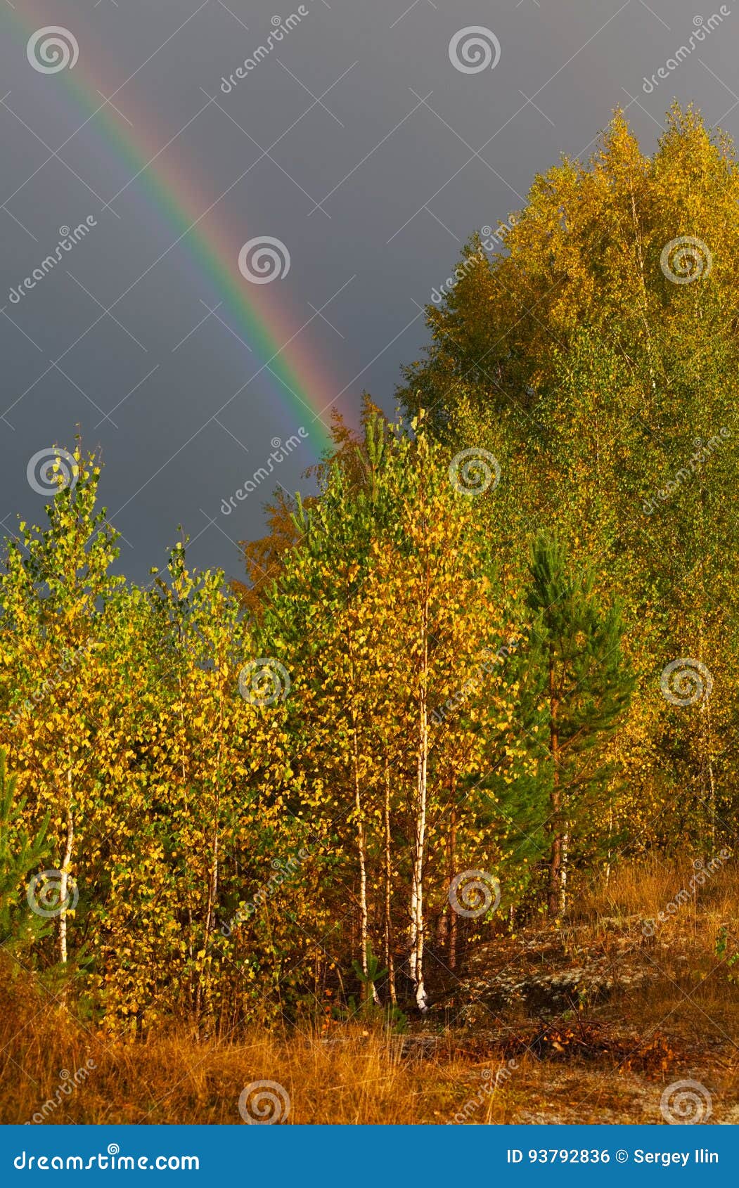 Autumn Landscape. Rainbow Over Forest in Sky Stock Photo - Image of ...