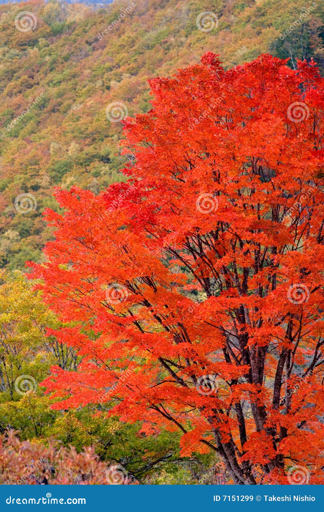Autumn Landscape of Red Leaves Tree Stock Image - Image of autumn ...