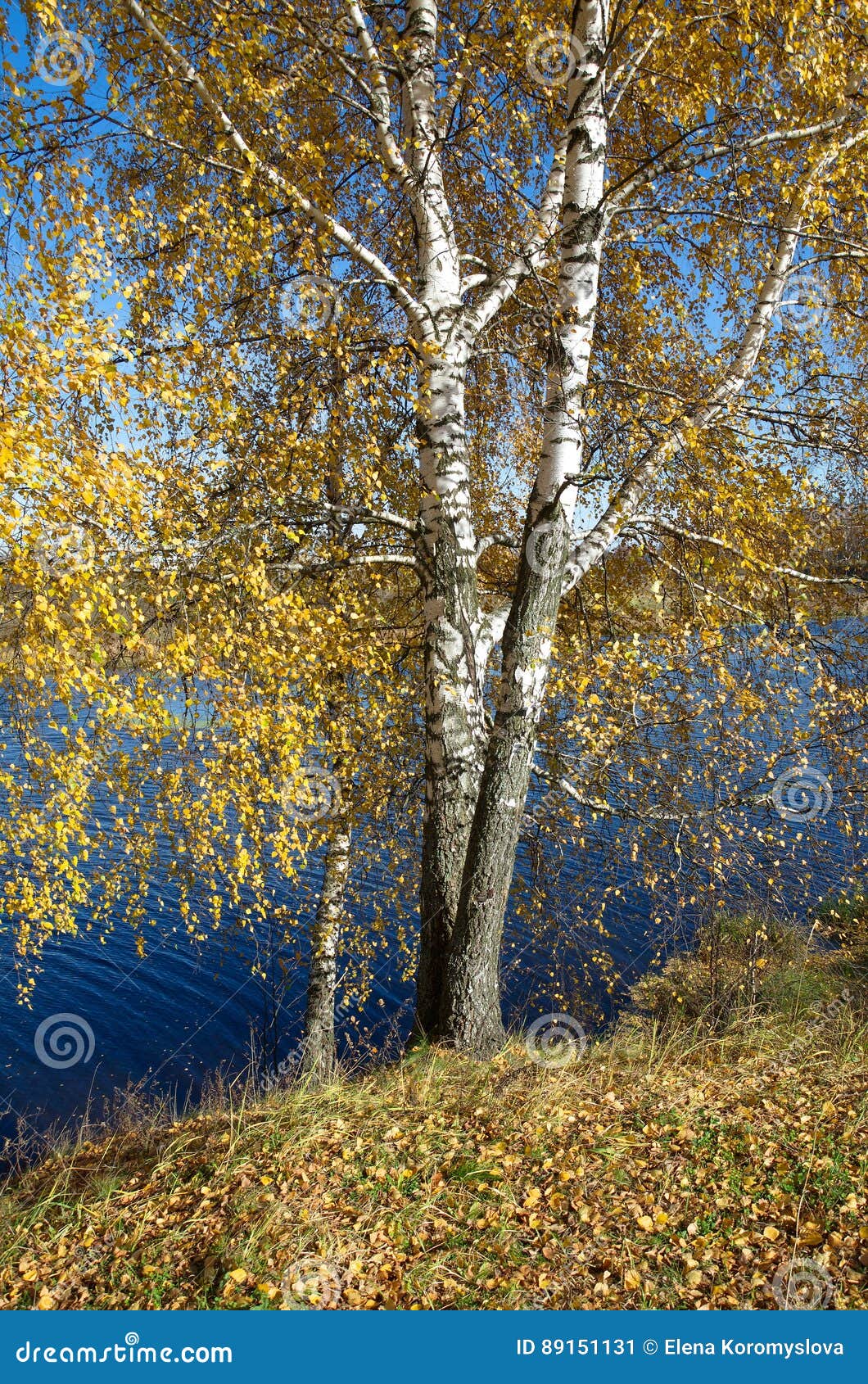 Autumn Landscape with River and Birch Trees Stock Image - Image of ...