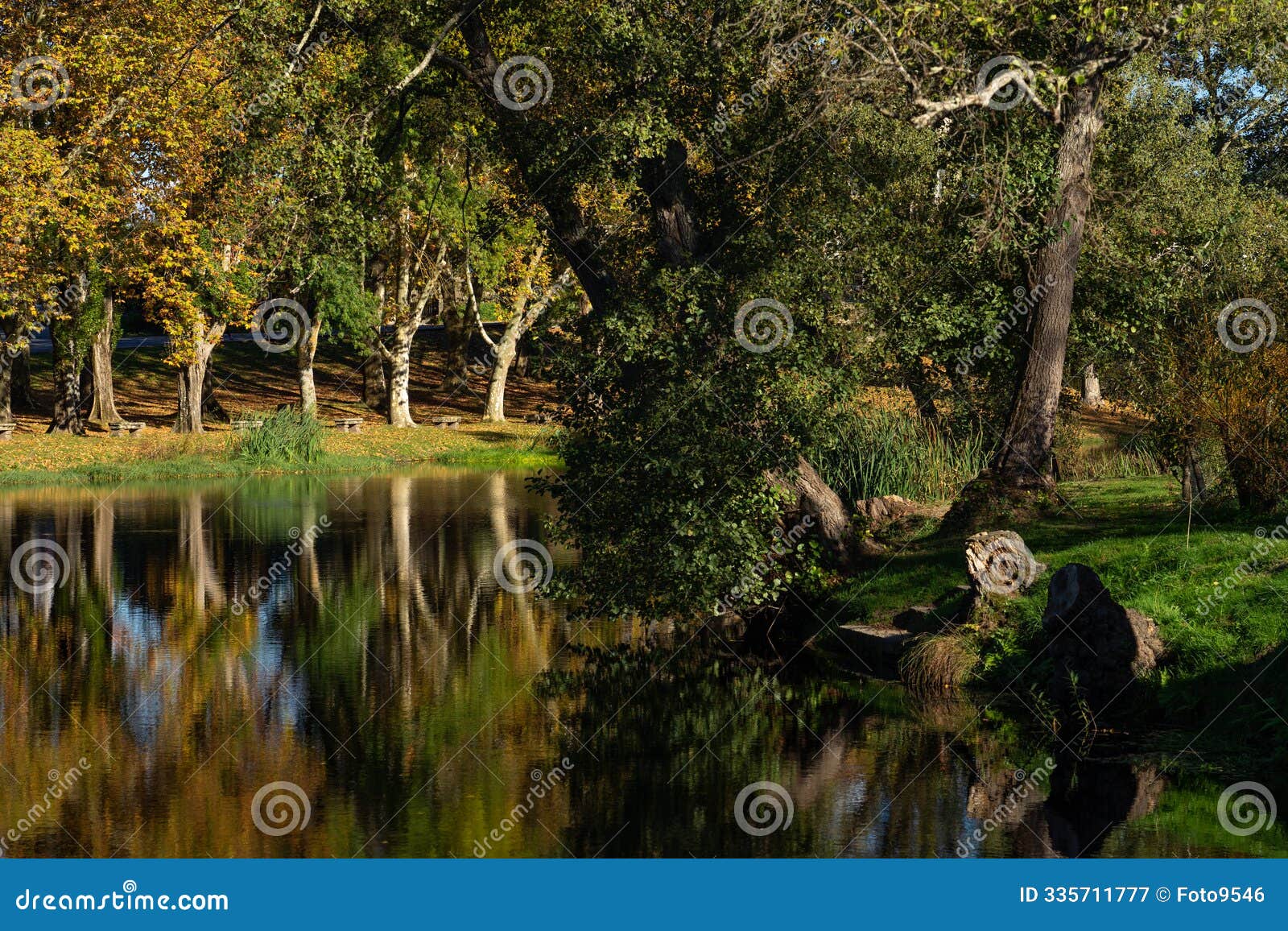 Autumn Landscape of a Riverside Forest with Tall Poplars Reflected in ...