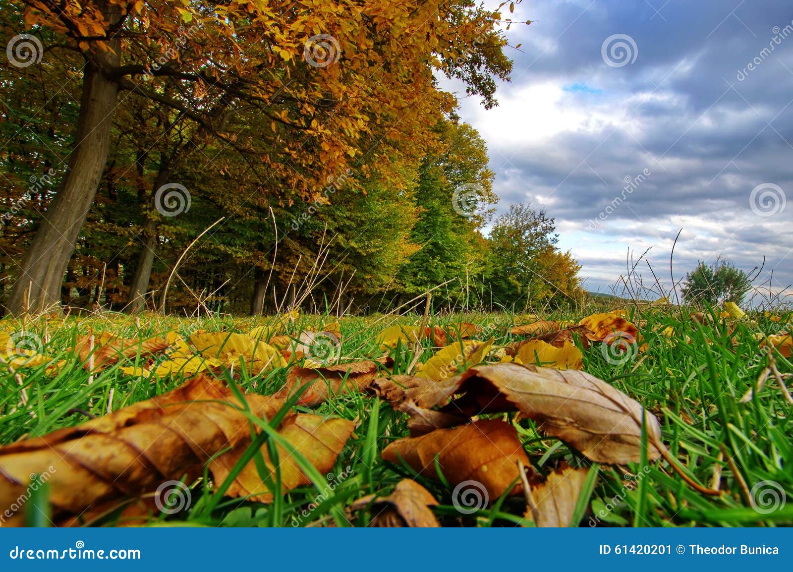 Colors of Autumn in the Forest. Landscape with Rusty Colored Leaves ...