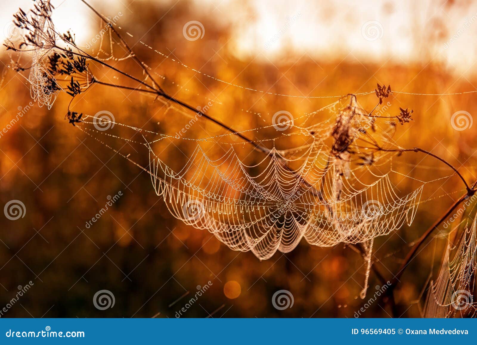 Autumn Landscape with a Spider Web on Meadow Grass Covered with Drops ...