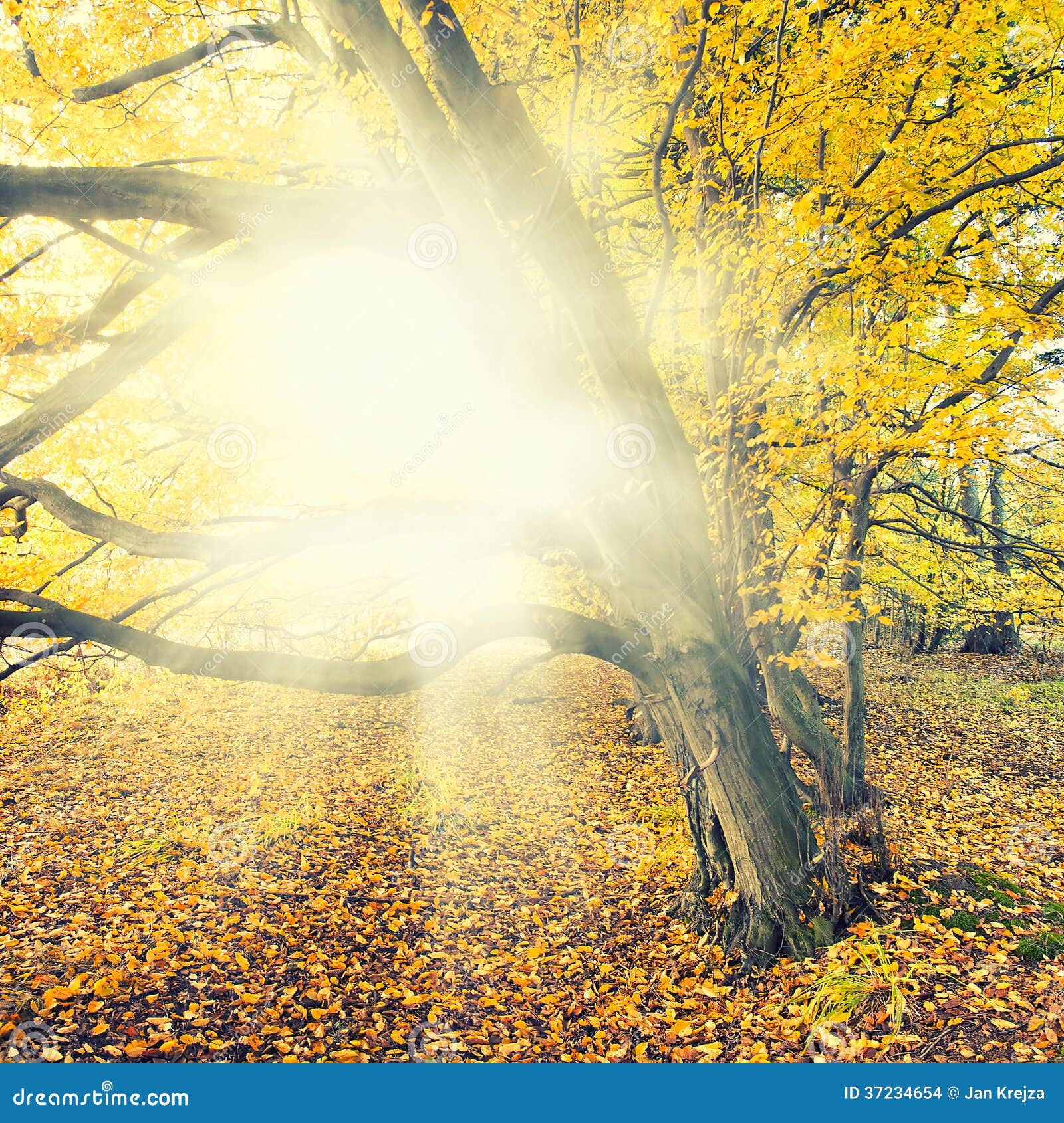 Autumn landscape stock photo. Image of scene, sunny, golden - 37234654