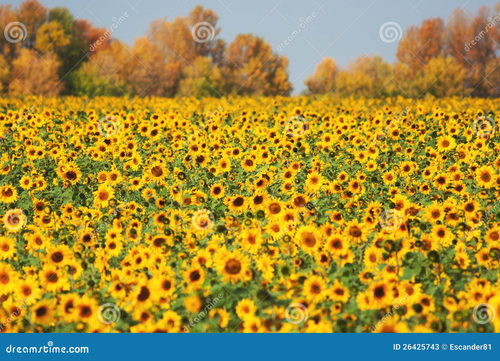 Autumn Landscape Sunflowers Field Stock Image - Image of blooming ...