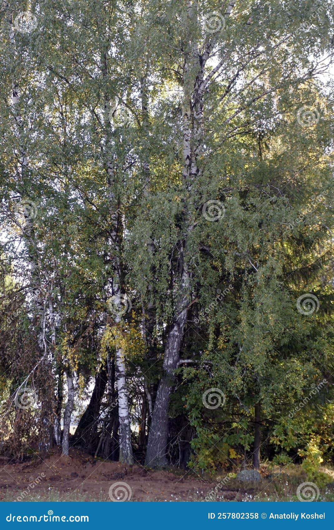 Autumn Landscape. Tall Birch Trees on the Edge of the Forest on the ...