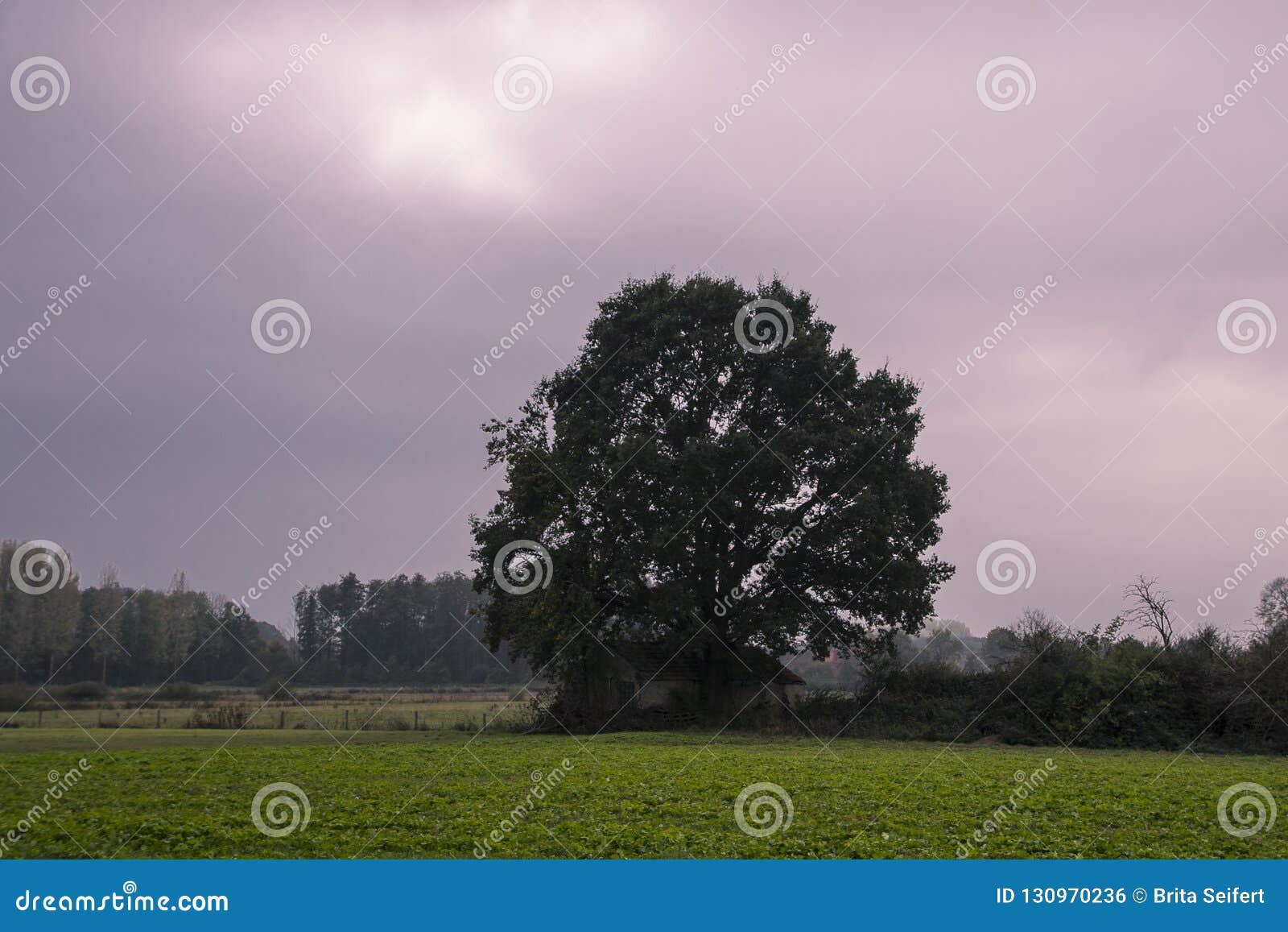 Autumn Landscape. Tree on a Cloudy Day Stock Photo - Image of green ...