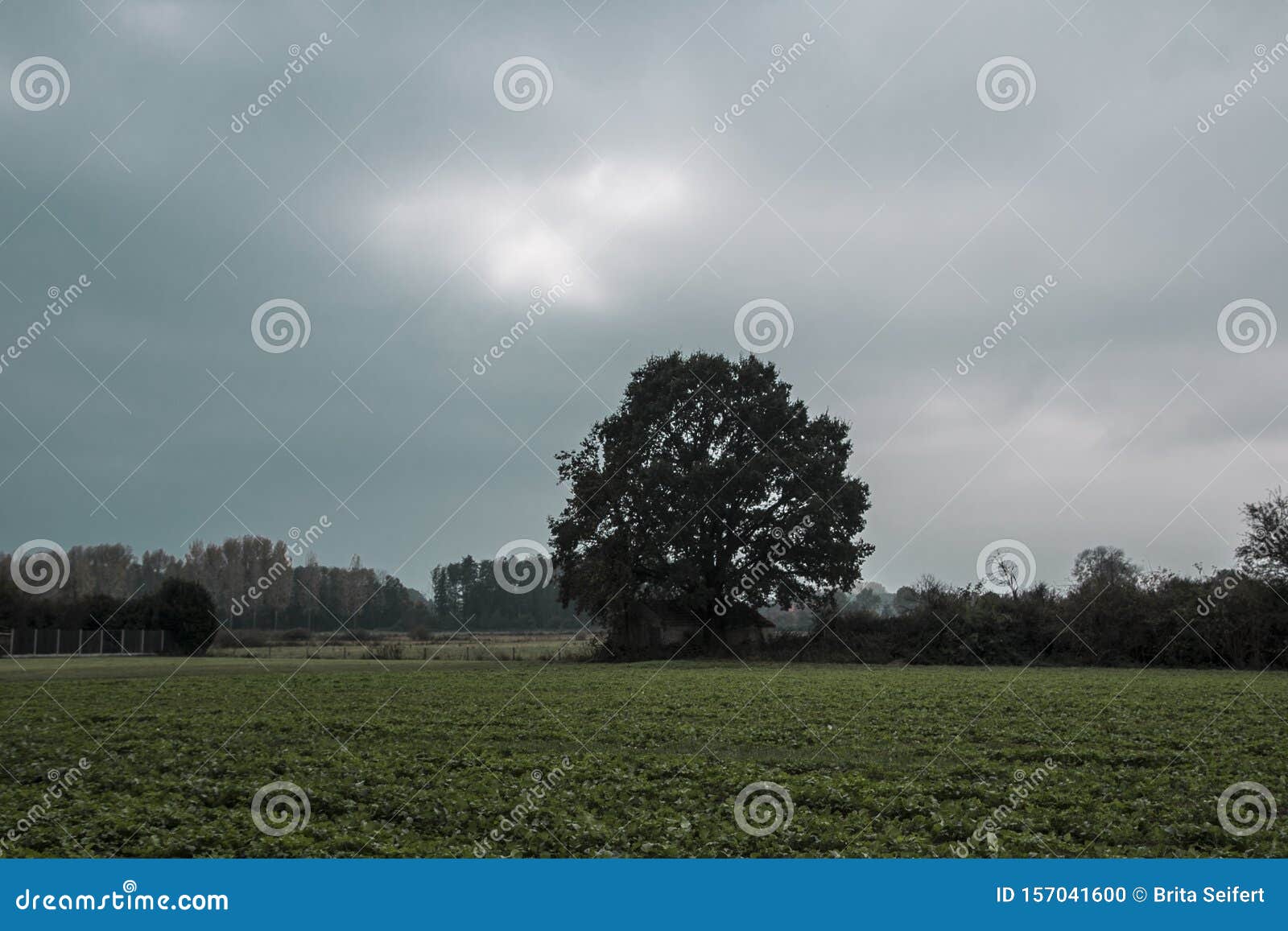 Autumn Landscape. Tree on a Cloudy Day Over Empty Field Stock Photo ...