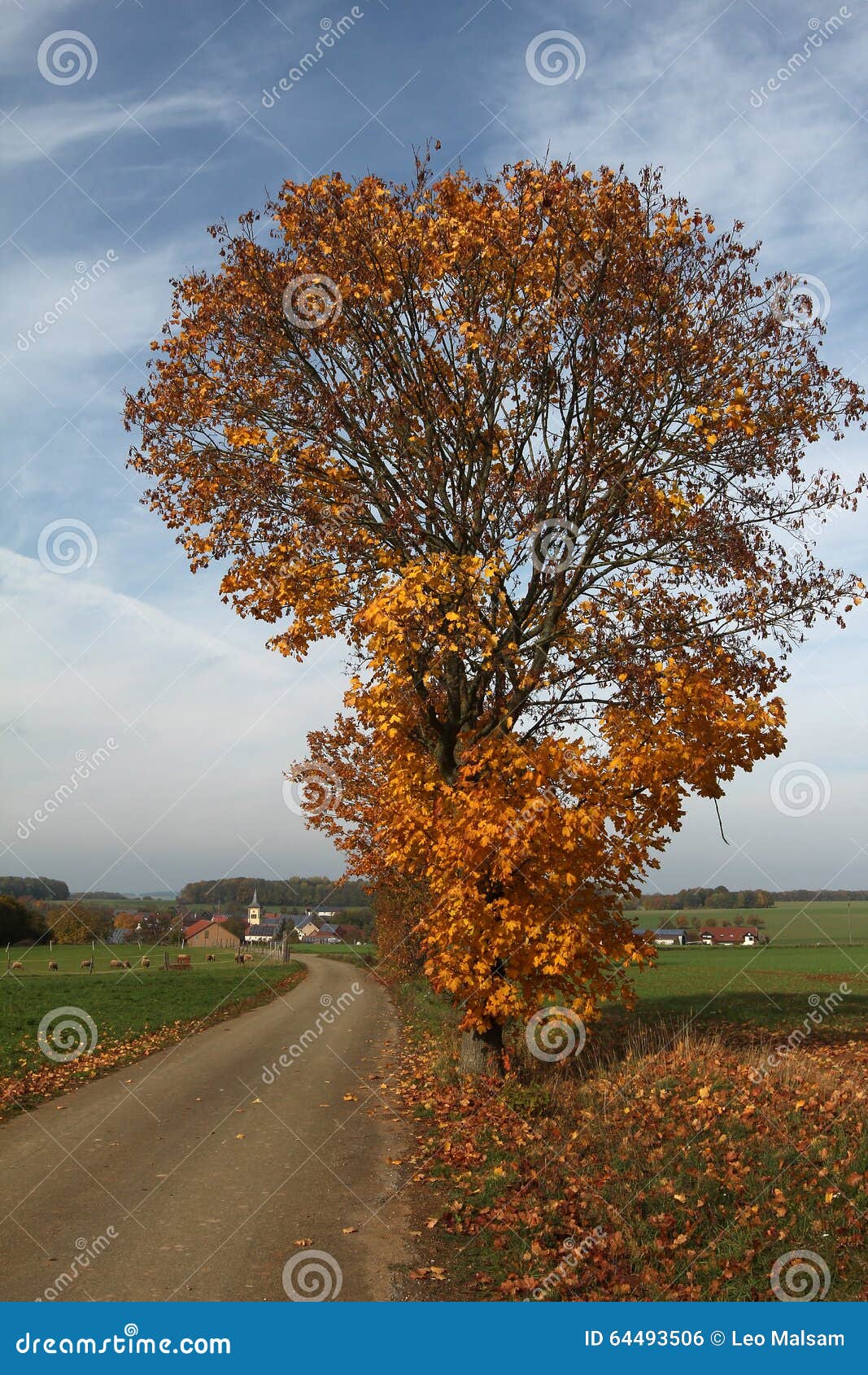 Autumn landscape stock photo. Image of woods, orange - 64493506