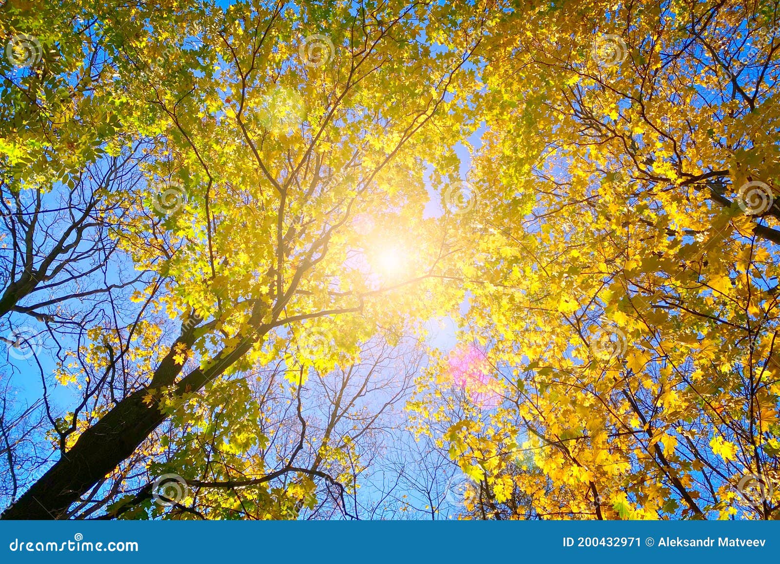 Autumn Landscape. Autumn Tree Leaves Sky Background Stock Image - Image ...