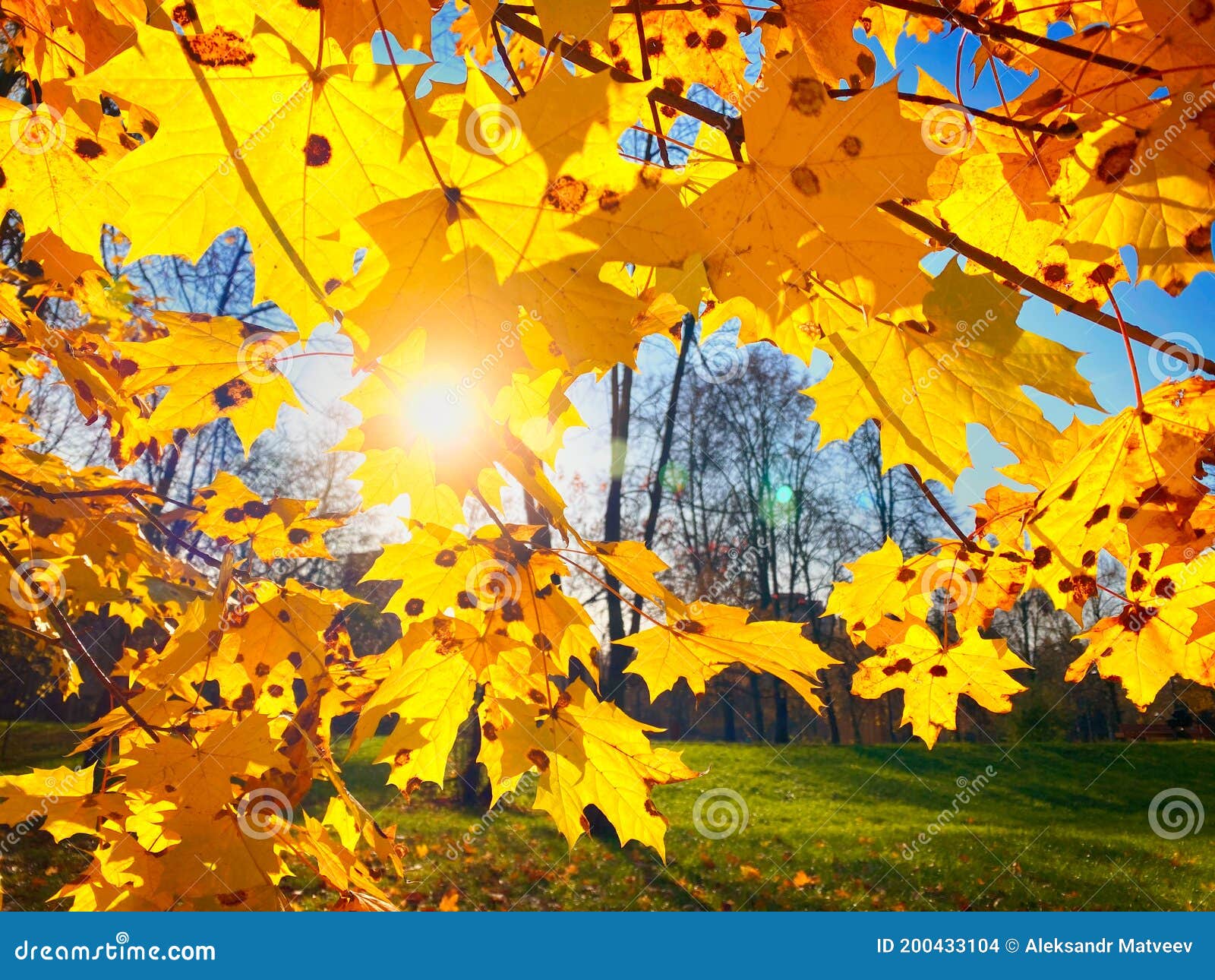 Autumn Landscape. Autumn Tree Leaves Sky Background Stock Photo - Image ...