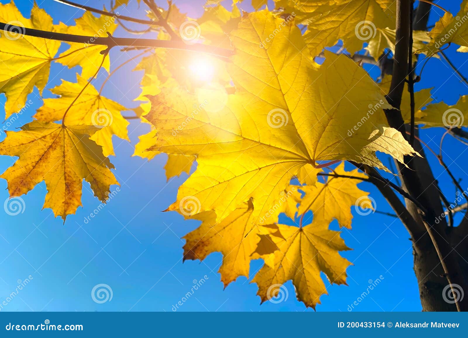 Autumn Landscape. Autumn Tree Leaves Sky Background. Stock Photo ...