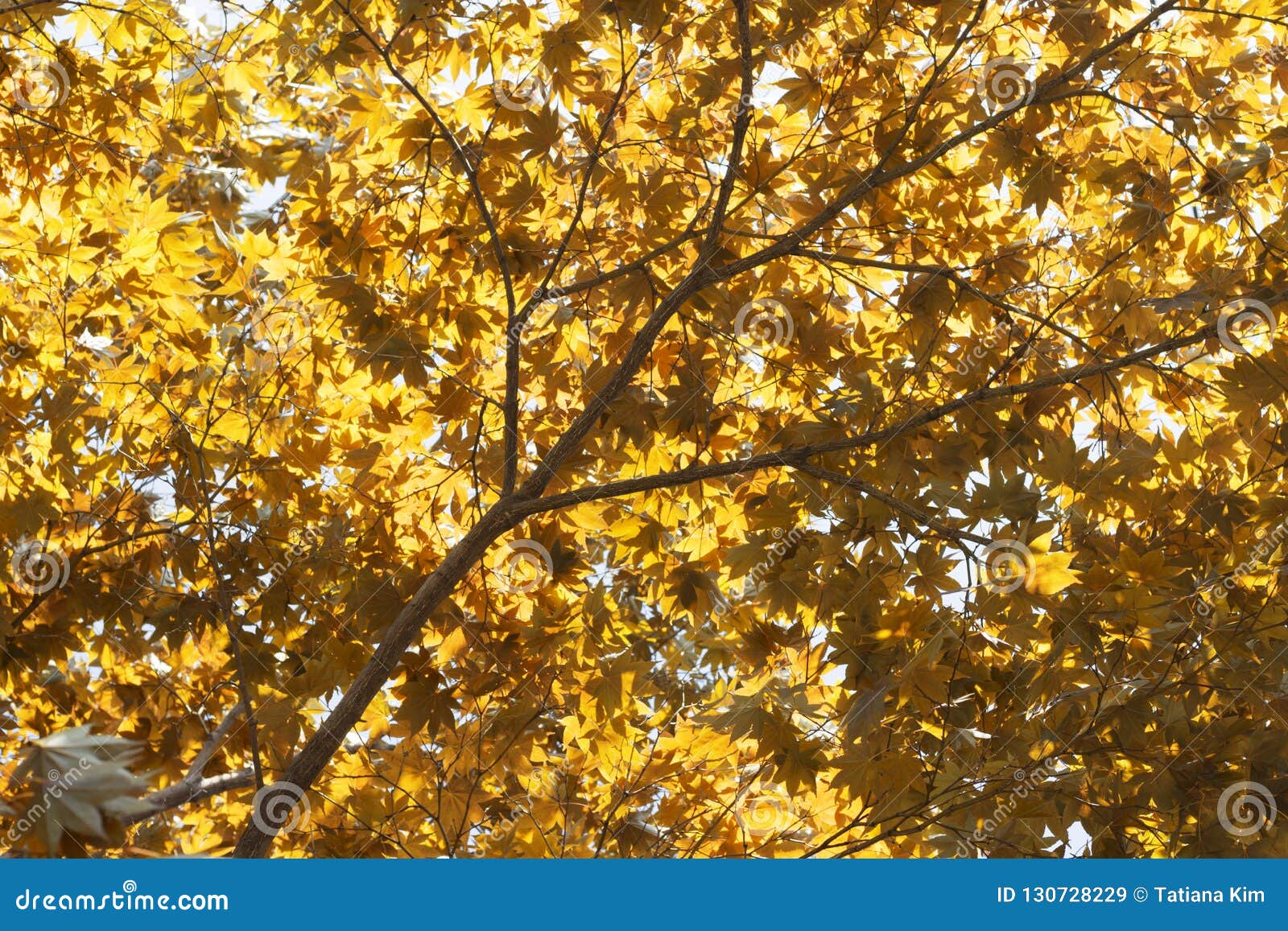 Autumn Landscape. Autumn Tree Leaves Sky Background, Texture ...