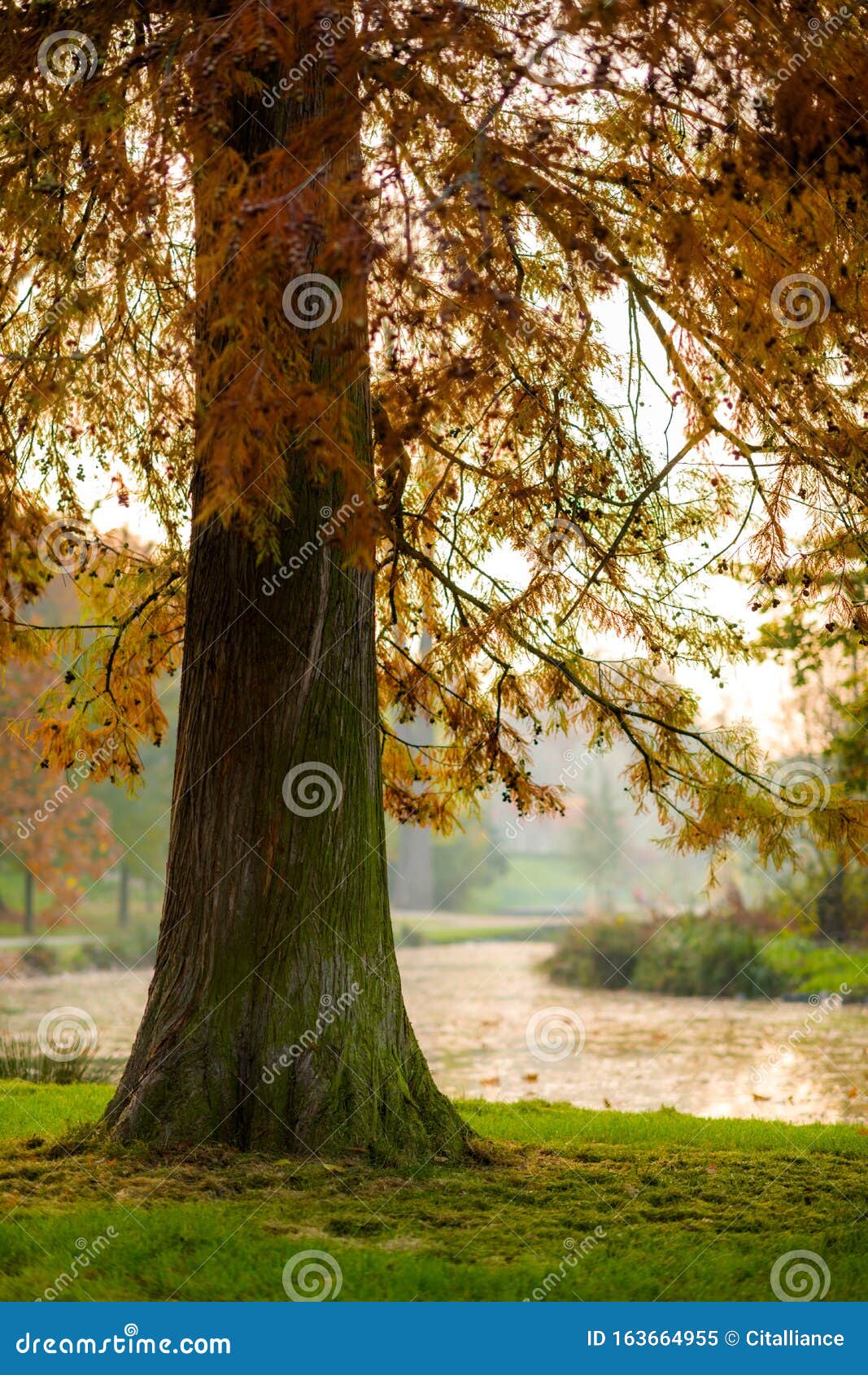 Autumn Landscape with Tree, Pond Outside in Autumn Park Stock Image ...