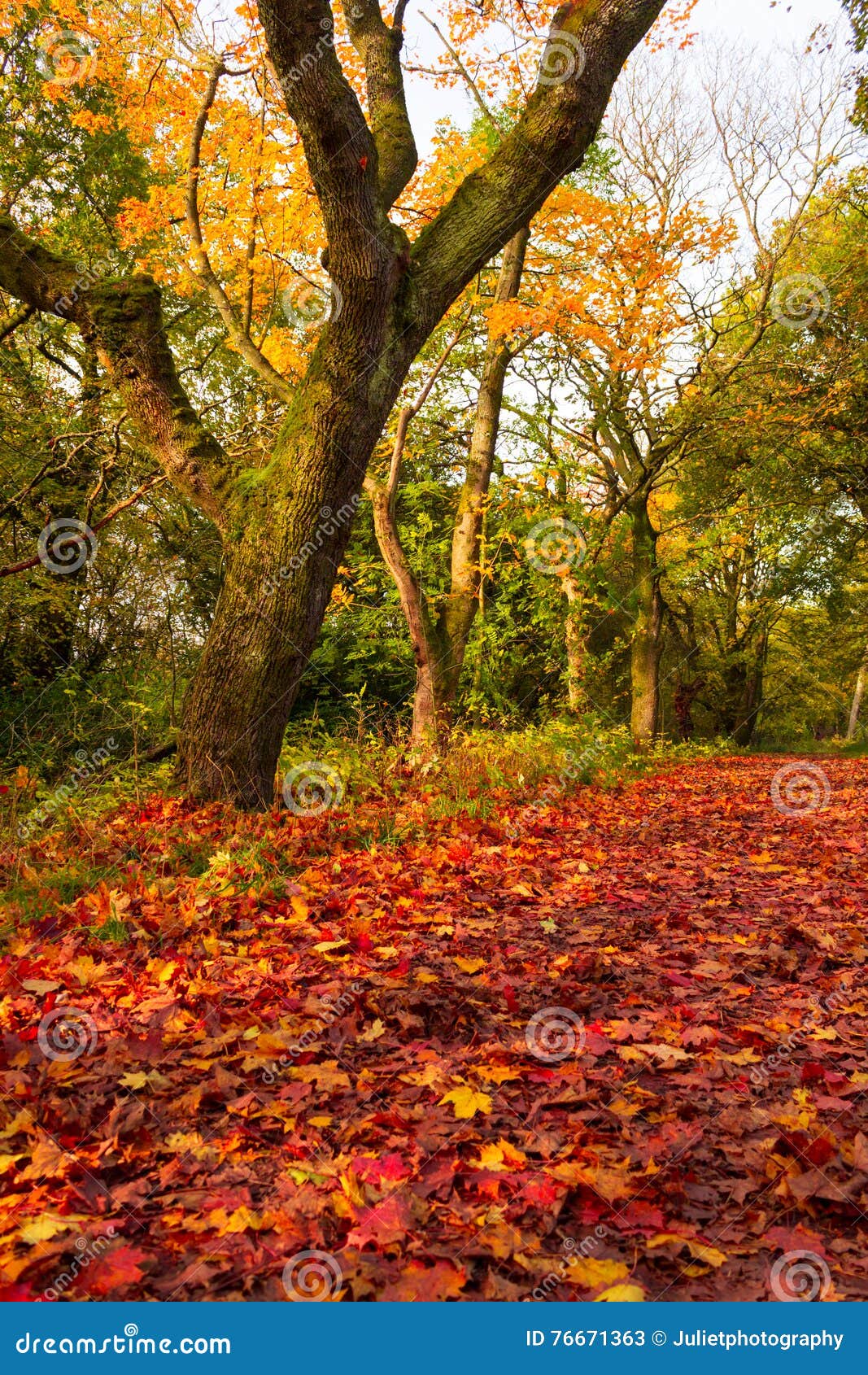Autumn Landscape with Trees Stock Image - Image of piles, nature: 76671363