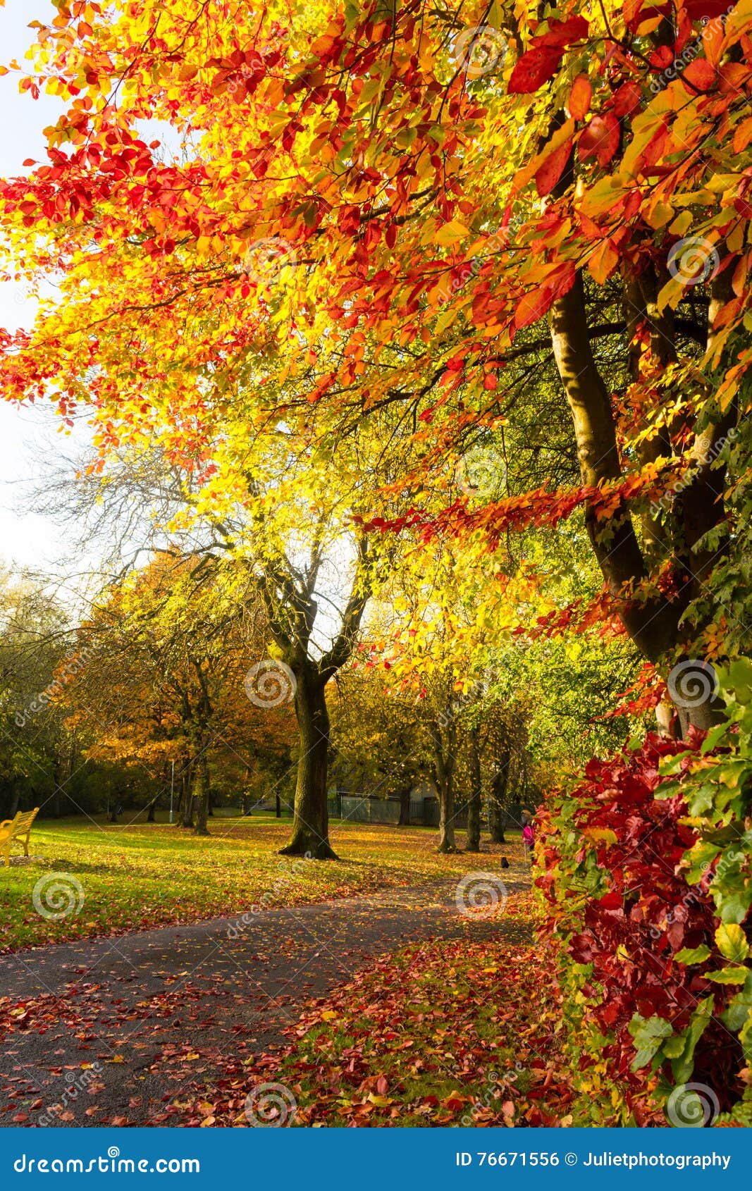 Autumn Landscape with Trees Stock Photo - Image of light, leaves: 76671556