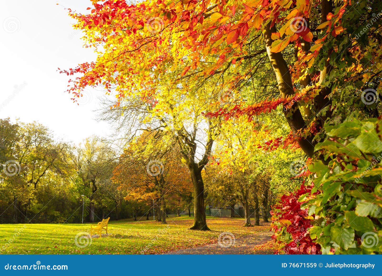 Autumn Landscape with Trees Stock Image - Image of colorful ...