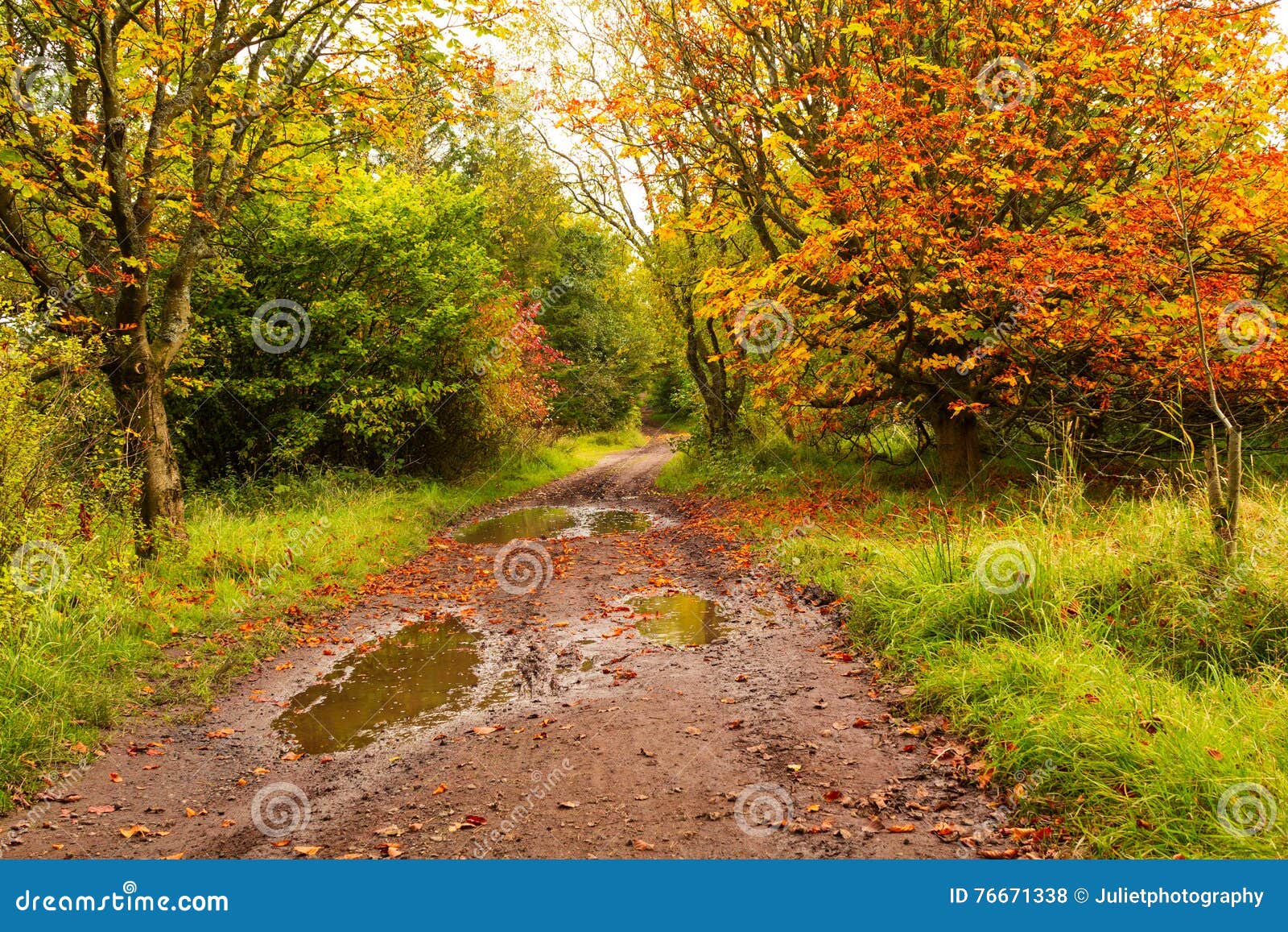 Autumn Landscape with Trees Stock Photo - Image of flora, brown: 76671338