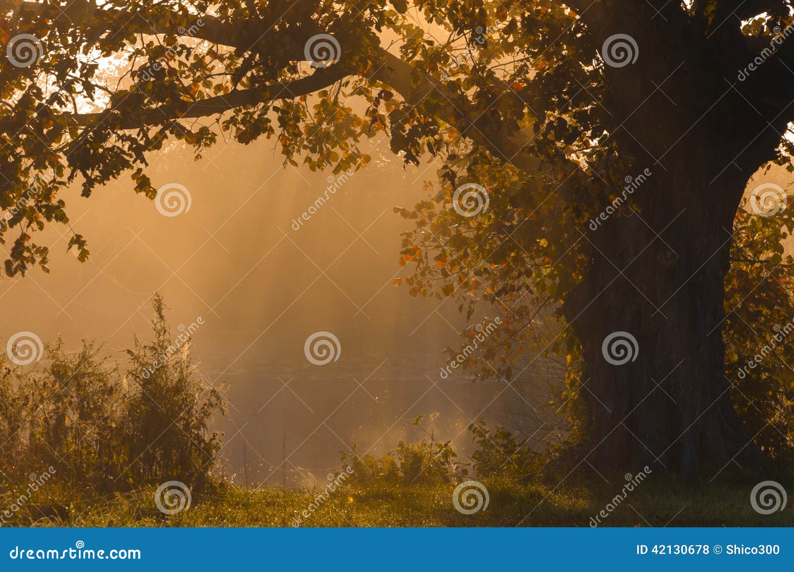 Autumn Landscape, Trees in the Mist at Dawn Stock Photo - Image of ...