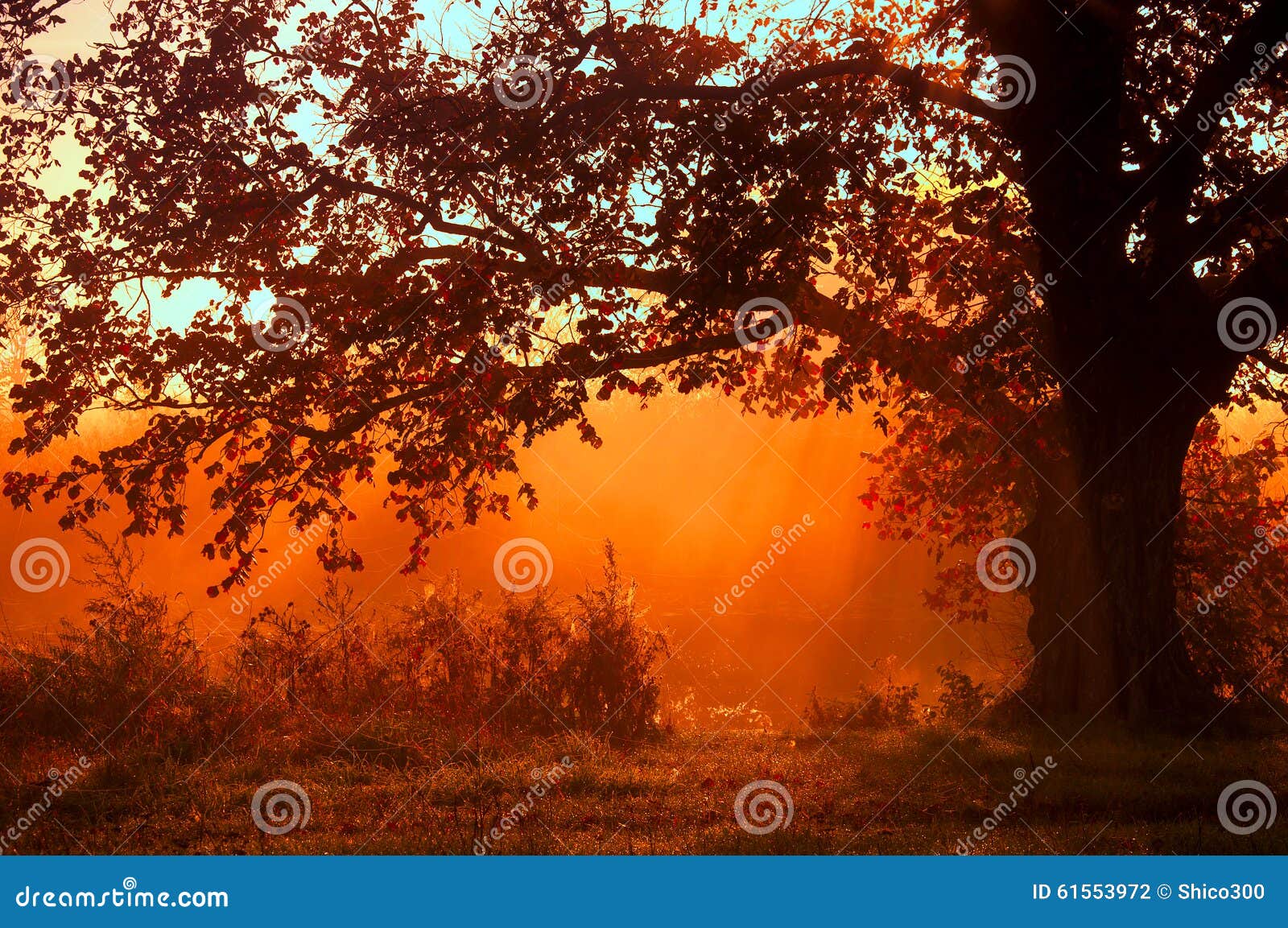 Autumn Landscape, Trees in the Mist at Dawn Stock Photo - Image of ...