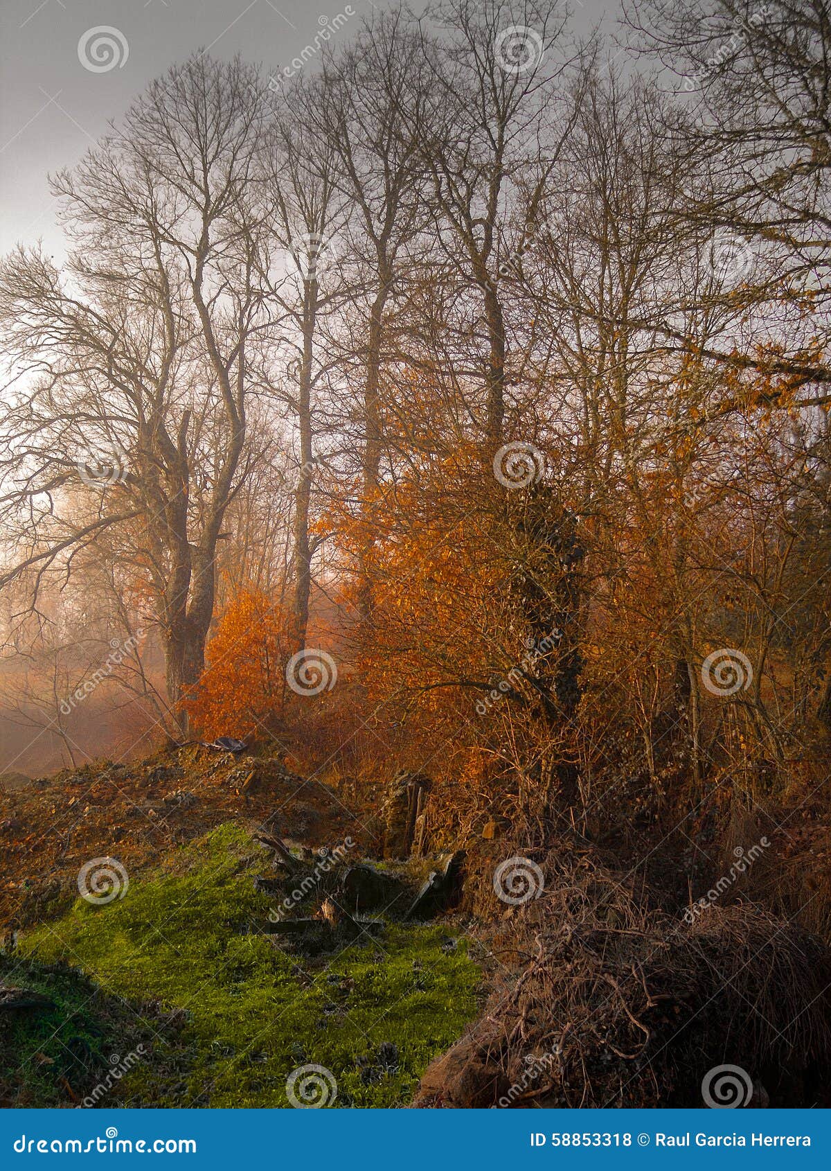 Autumn Landscape Unreal. Vivid Colours Stock Photo - Image of vivid ...