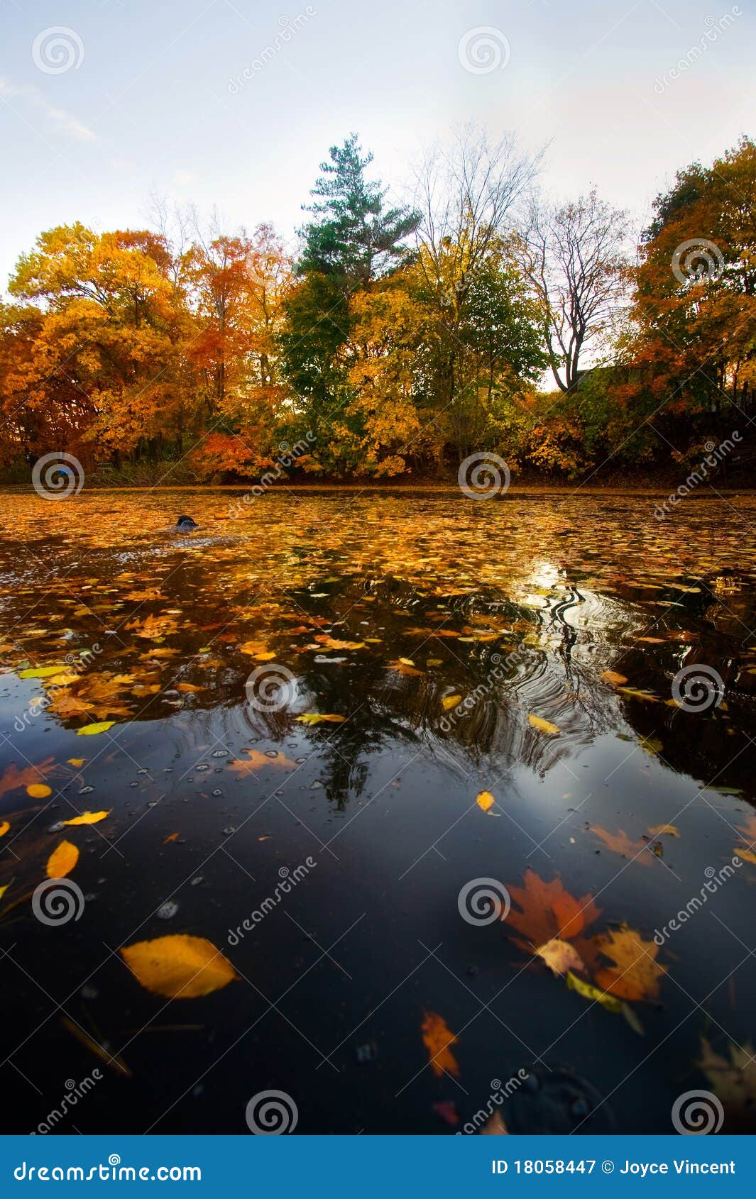 Autumn Landscape from Water Stock Image - Image of golden, october ...
