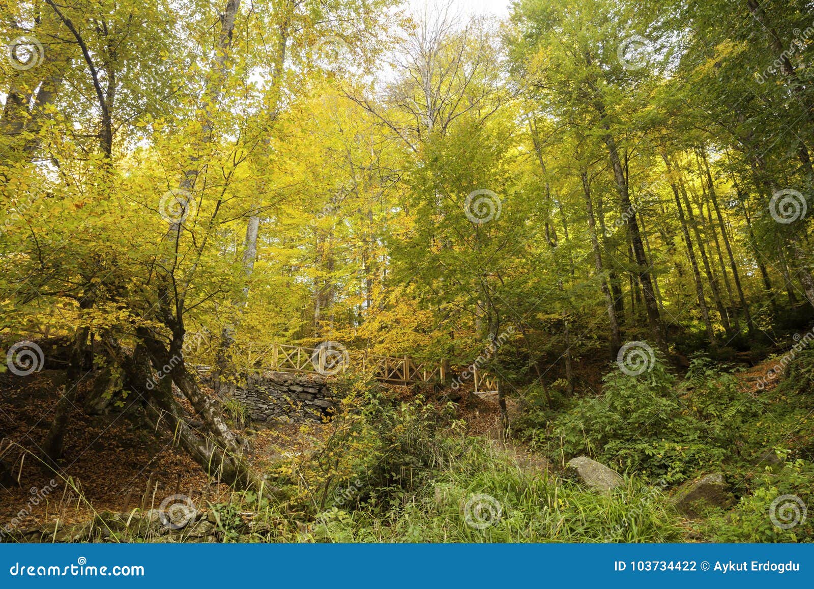 Fall foliage scenery stock photo. Image of trail, forest - 103734422