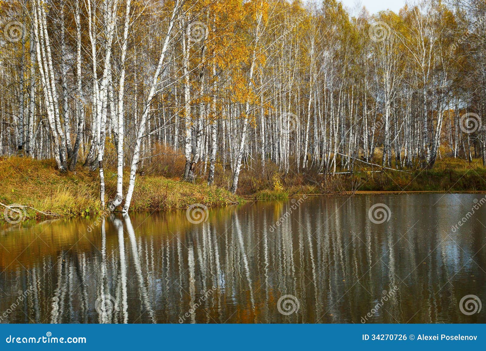 Autumn Landscape with Yellow Birches at the Pond Stock Photo - Image of ...