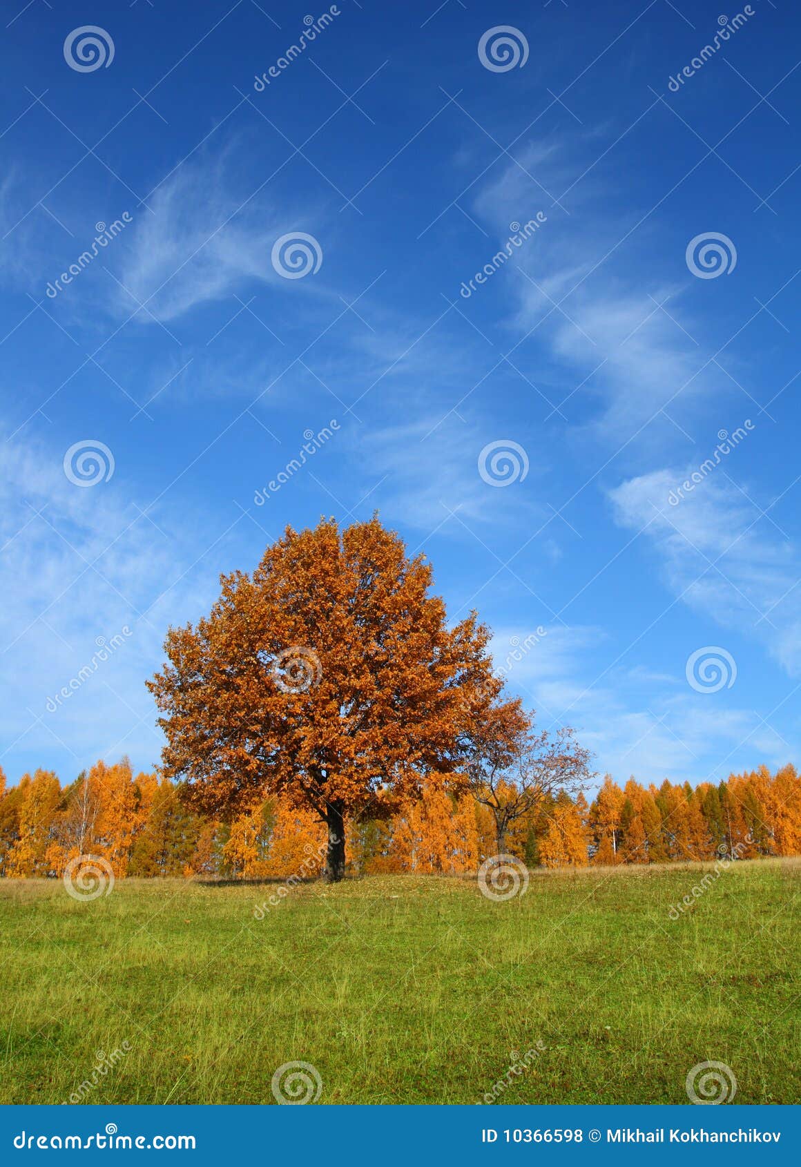 Autumn Landscape with Yellow Tree Stock Photo - Image of lush, nature ...