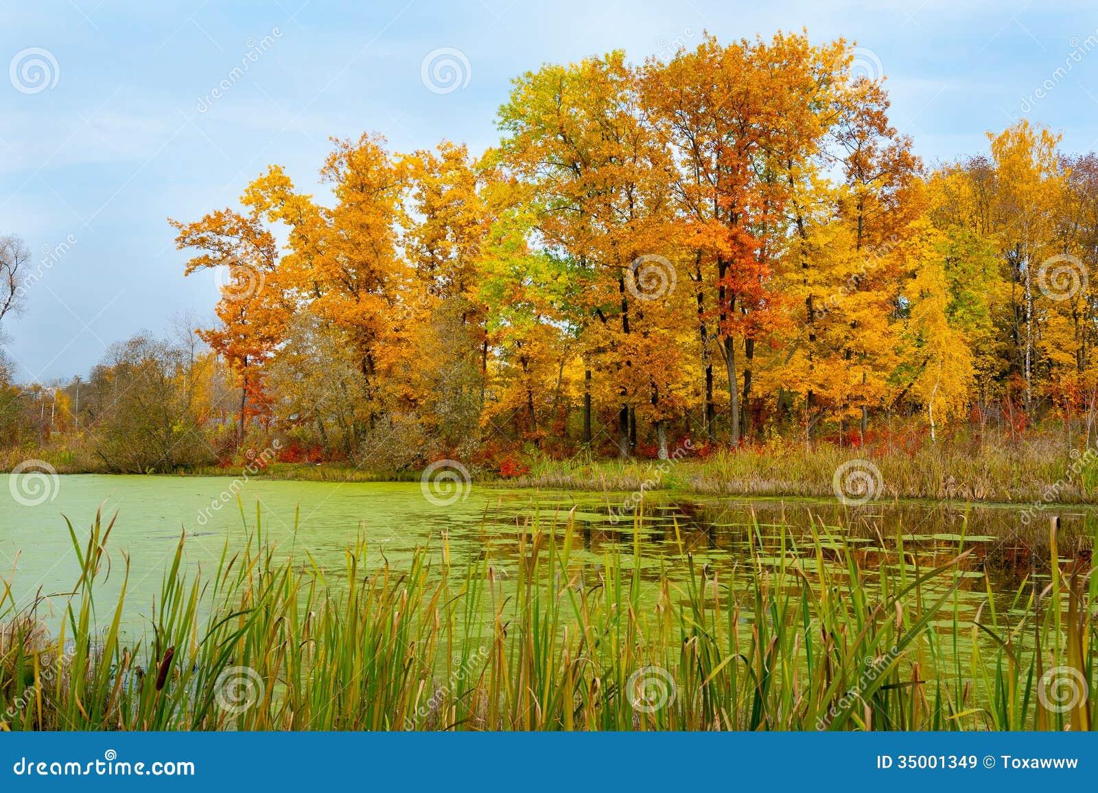 Autumn Landscape of Yellow Trees and a Pond Stock Image - Image of ...