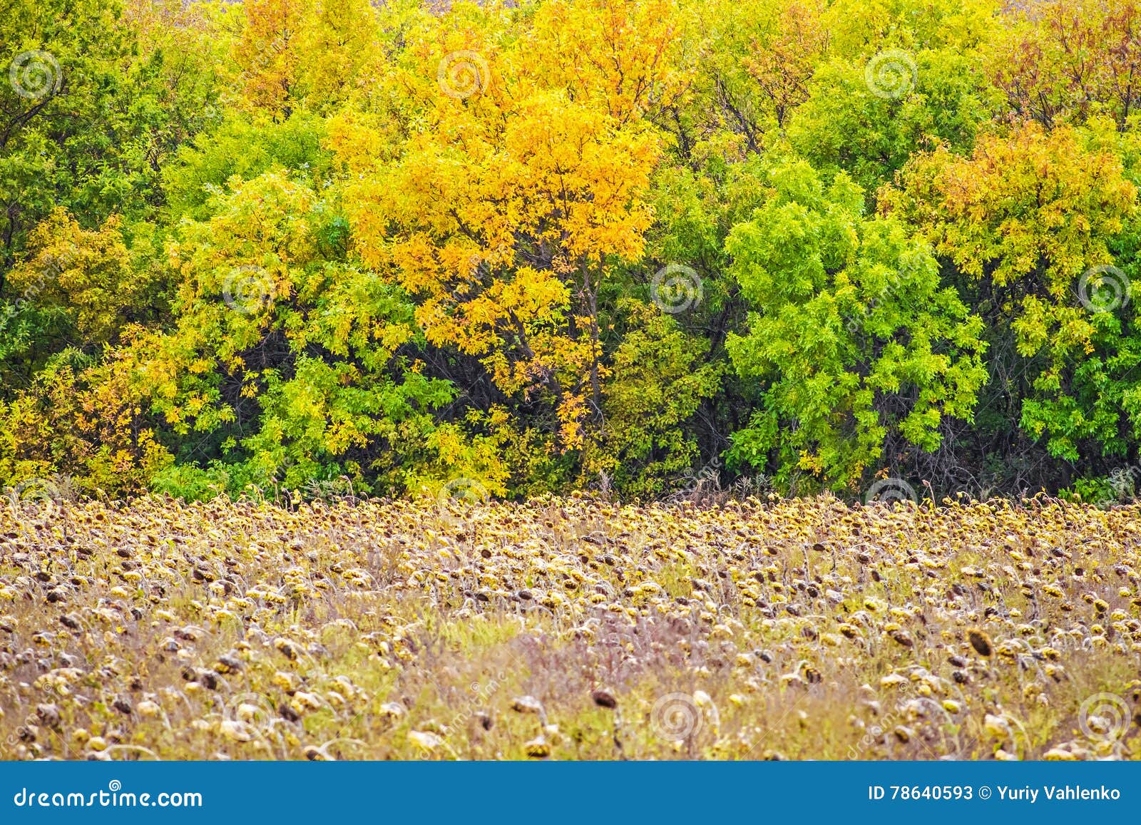 Autumn Landscape, Yellowing Trees, Nature Background Stock Image ...