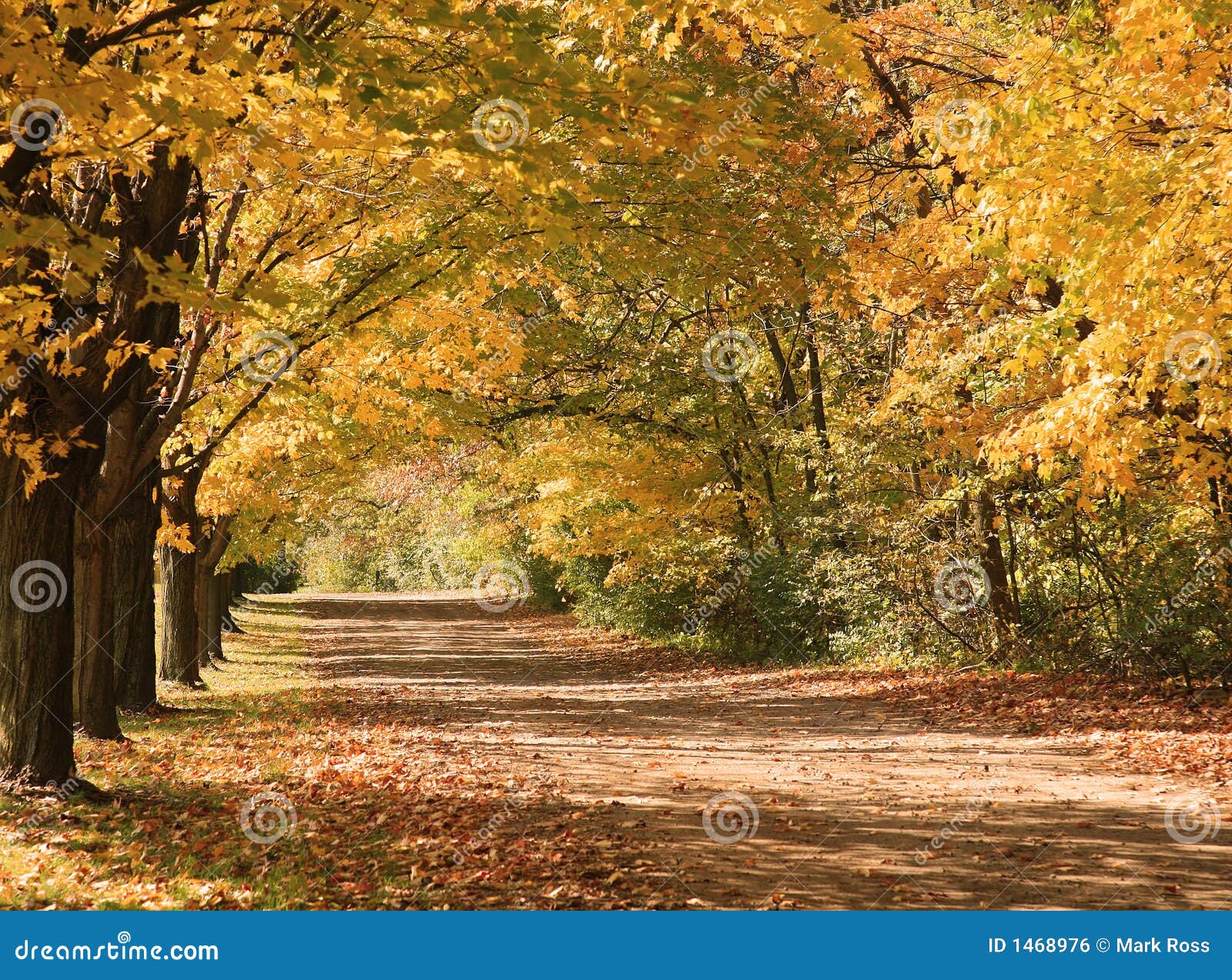 Autumn Lane stock photo. Image of autumn, colors, green - 1468976