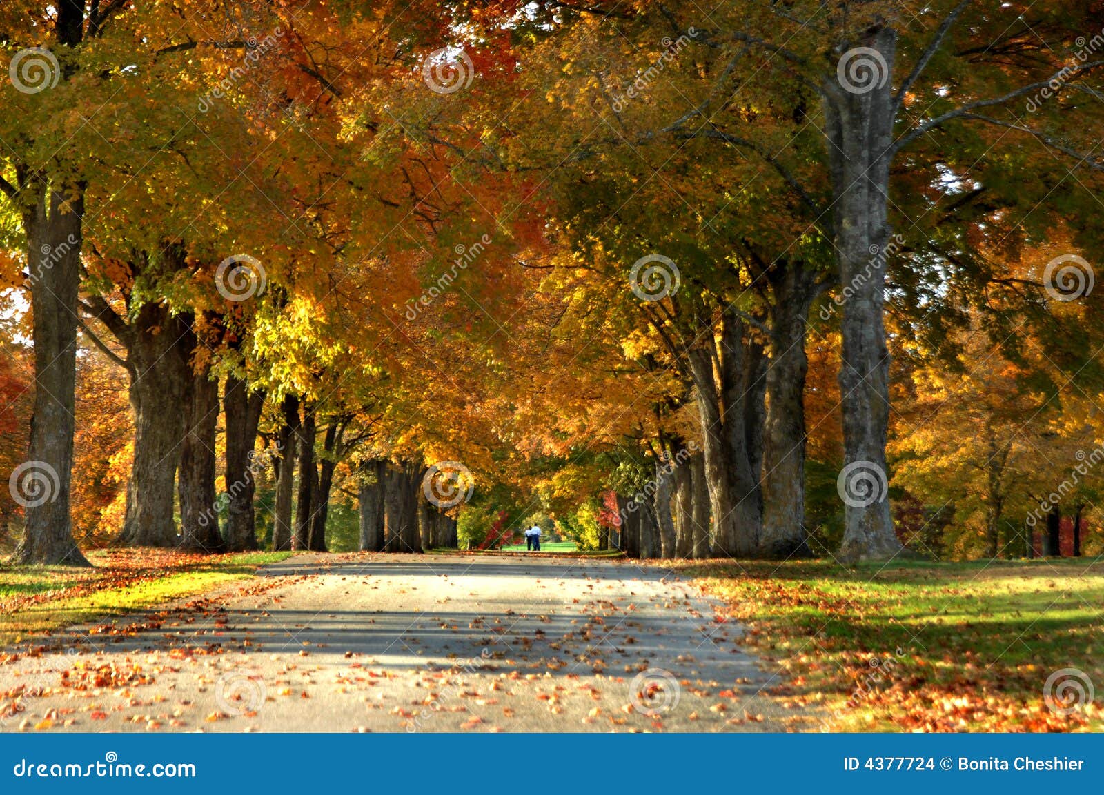 Autumn Lane stock photo. Image of brilliant, blazing, cover - 4377724