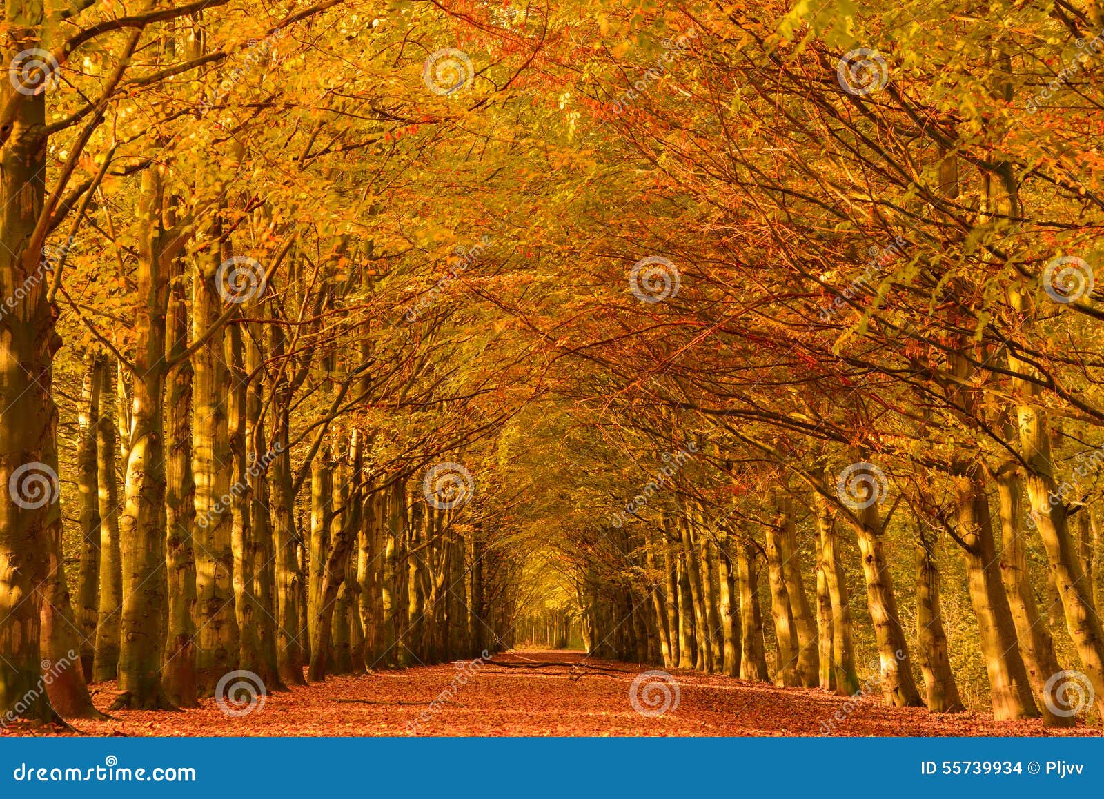 Autumn lane stock photo. Image of colorful, autumn, road - 55739934