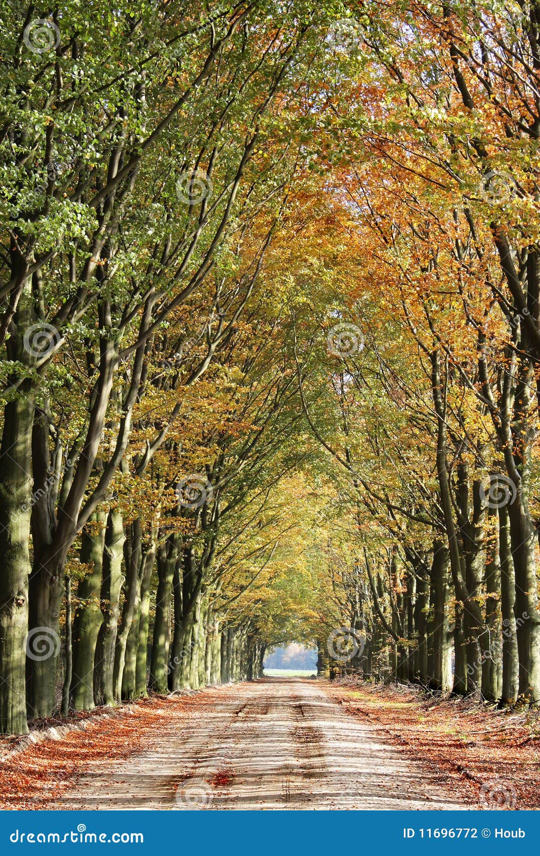 Autumn lane in the forest stock photo. Image of countryside - 11696772
