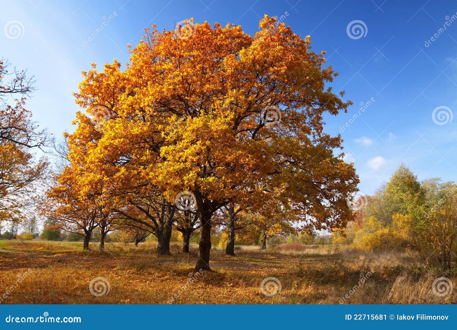 Autumn Lanscape with Oak Grove Stock Image - Image of autumn, outdoor ...