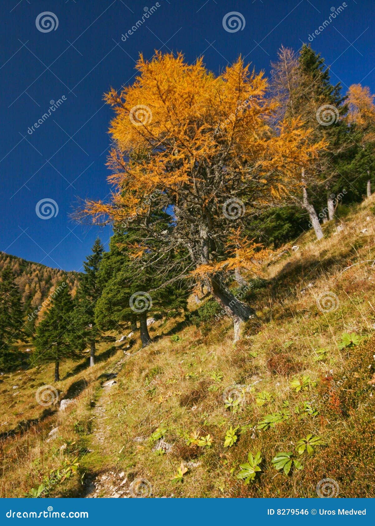 Autumn larch tree in Alps stock photo. Image of trees - 8279546