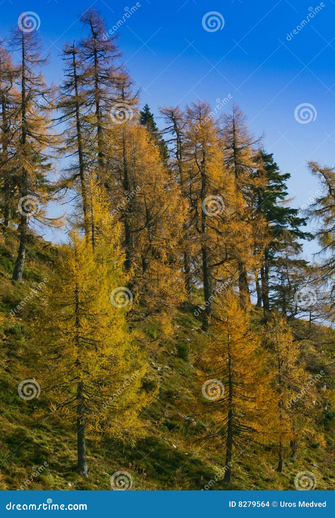 Autumn larch stock photo. Image of colors, outdoor, colorful - 8279564