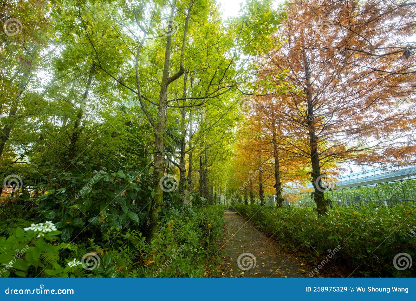 Autumn, Larch, Forest, Larch Leaves, Turning Red Stock Image - Image of ...