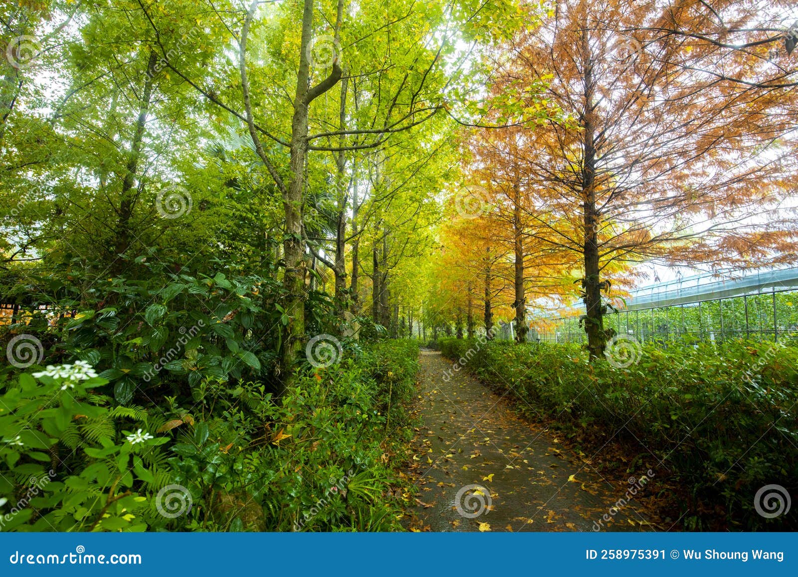 Autumn, Larch, Forest, Larch Leaves, Turning Red Stock Image - Image of ...