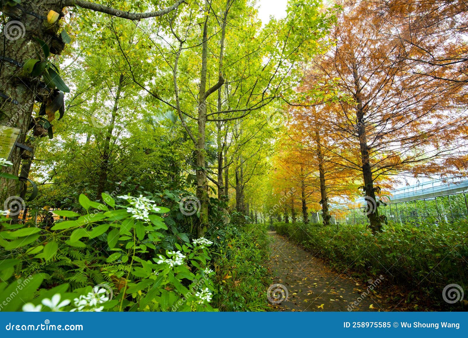 Autumn, Larch, Forest, Larch Leaves, Turning Red Stock Image - Image of ...