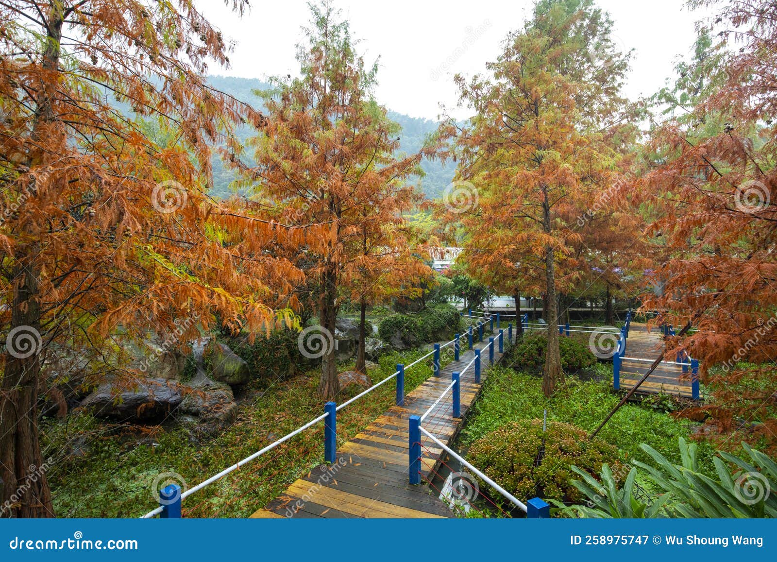 Autumn, Larch, Forest, Larch Leaves, Turning Red Stock Image - Image of ...