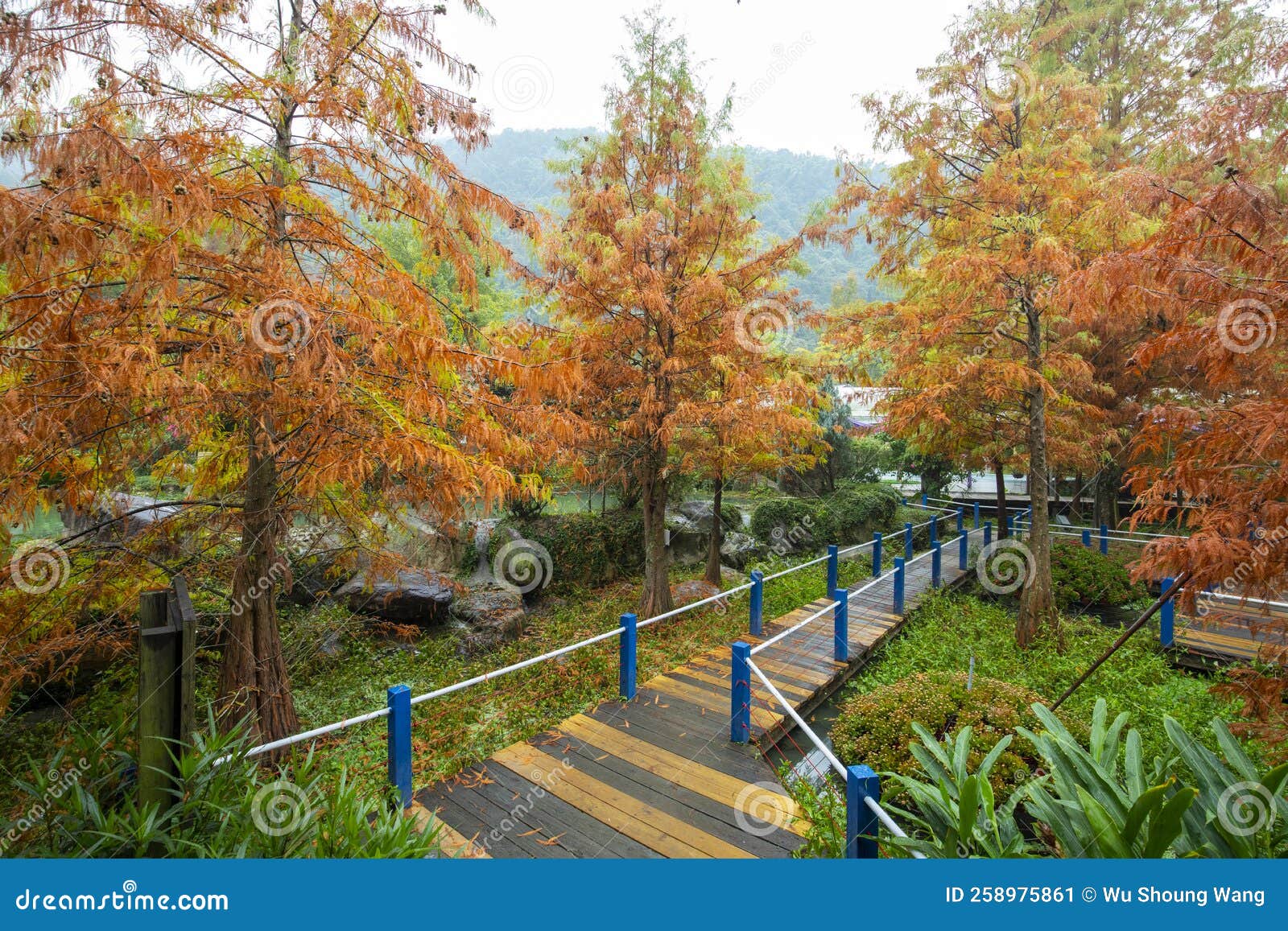 Autumn, Larch, Forest, Larch Leaves, Turning Red Stock Image - Image of ...