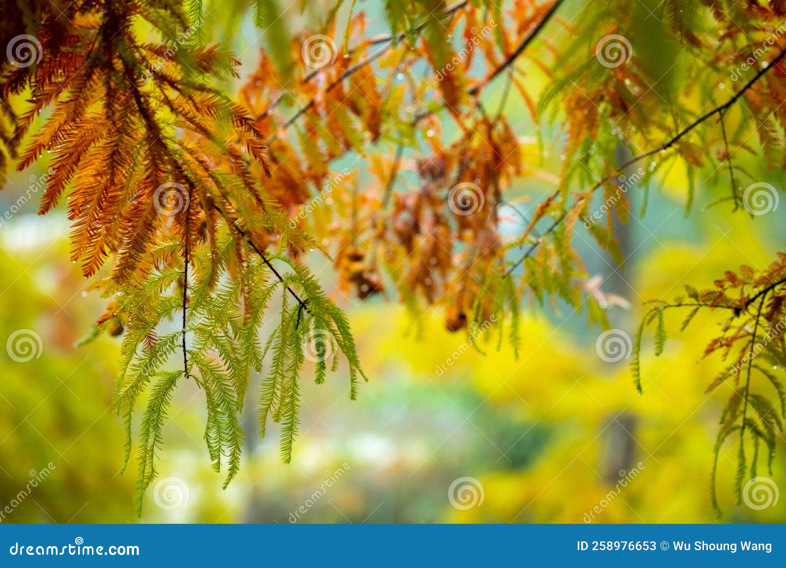 Autumn, Larch, Forest, Larch Leaves, Turning Red Stock Image - Image of ...
