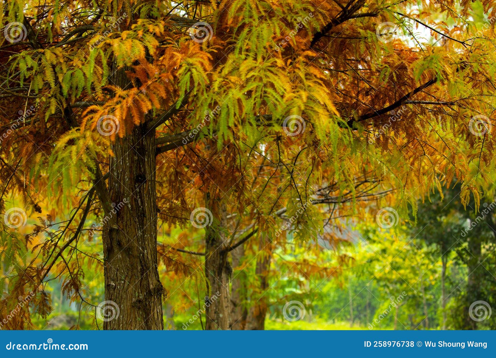 Autumn, Larch, Forest, Larch Leaves, Turning Red Stock Photo - Image of ...